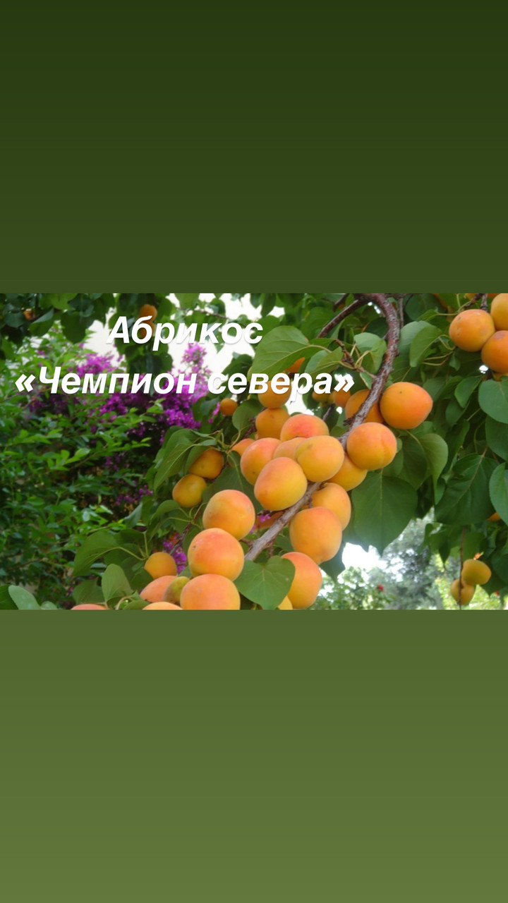Абрикос Чемпион Севера Описание Сорта Фото – Telegraph