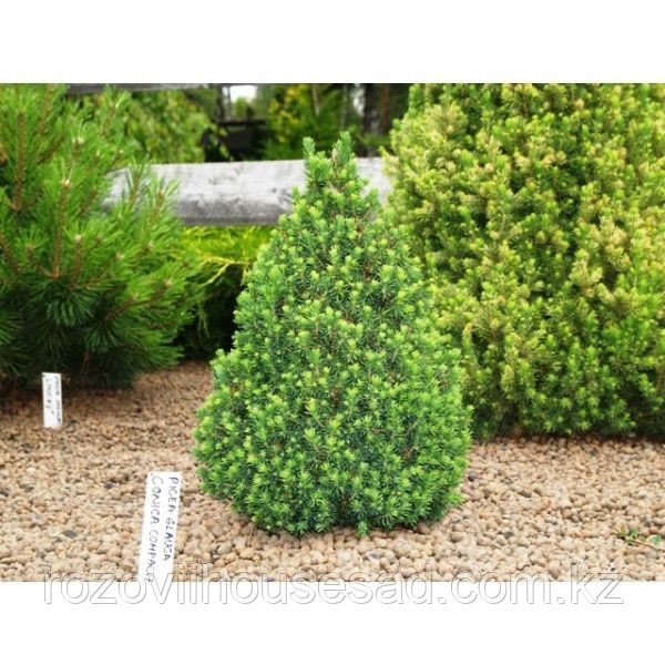 Ель канадская Глаука Коника 40-50 см: продажа, цена в Астане. Ели ...