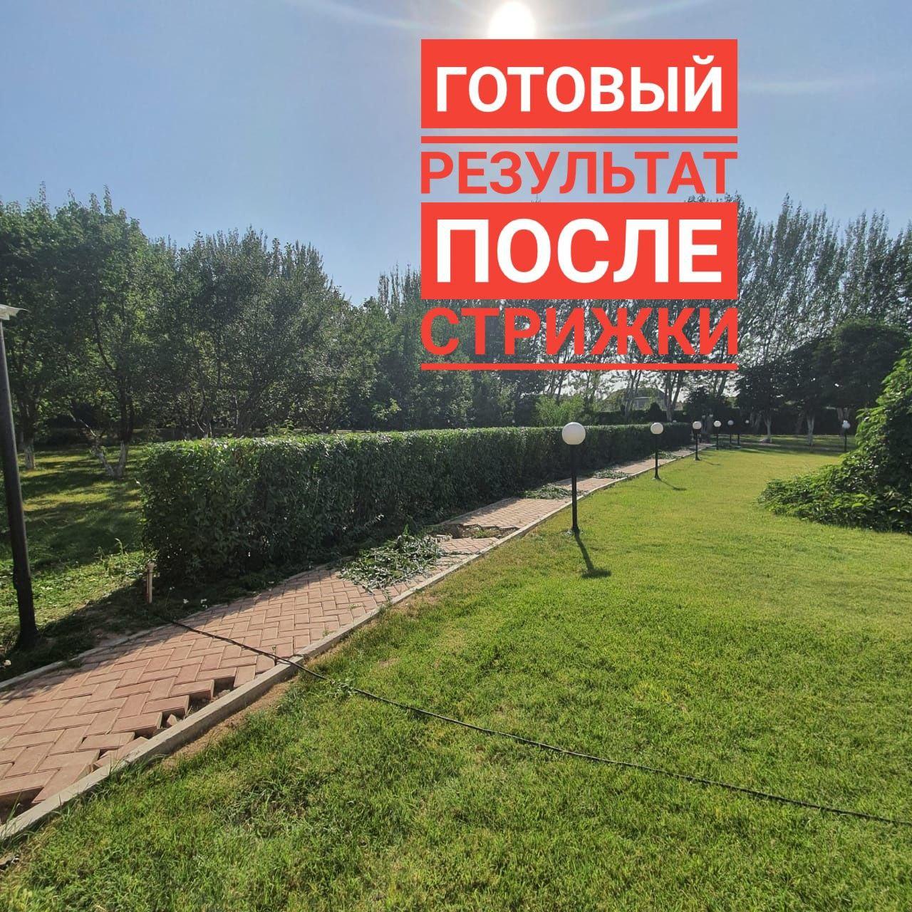 Формирование бонсая (id 100307237)