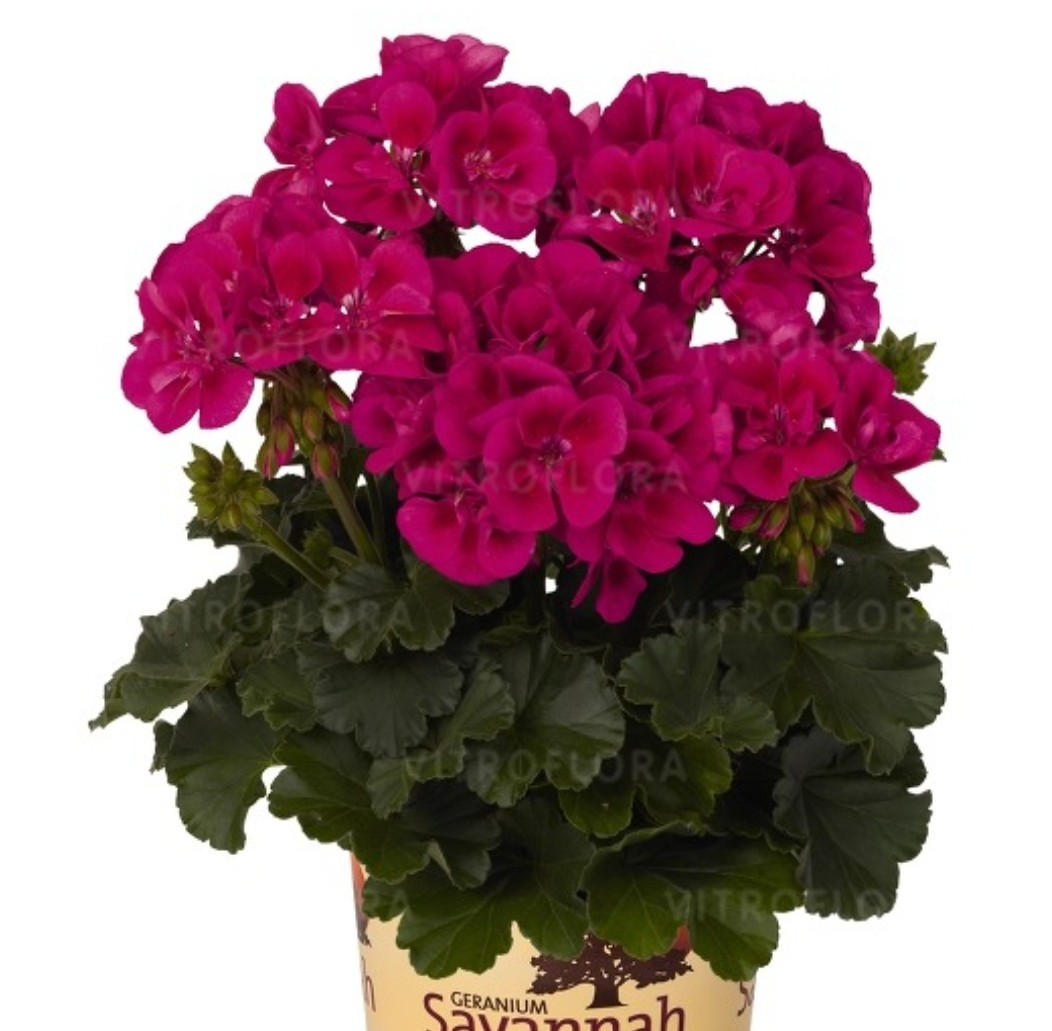 Tex Mex Merlot Sizzle/ подрощенное растение: продажа, цена в Алматы ...