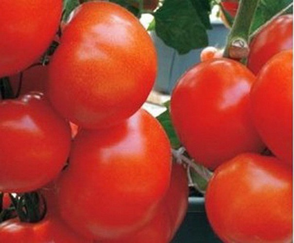 Корвинус F1 (id 104021868)