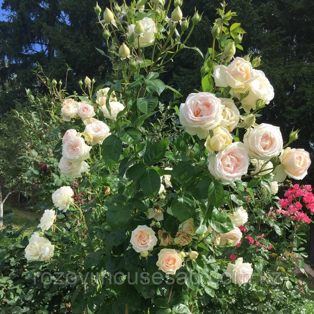 Роза Мадам Анисет (id 107139011)