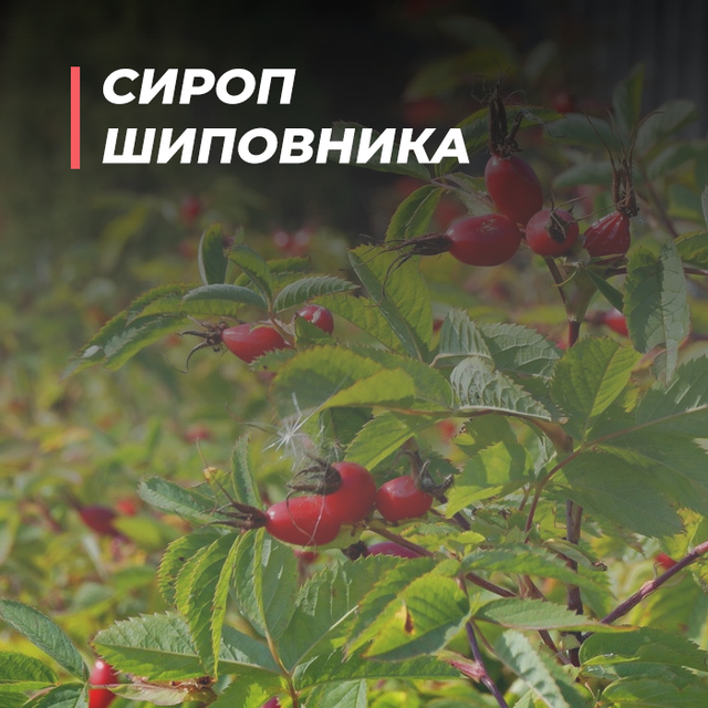 Сироп шиповника купить в Астане с доставкой | Медовый целитель