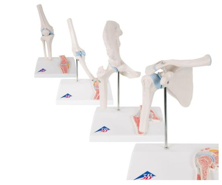 Анатомический набор суставов, мини-комплектация: продажа, цена в Алматы ...