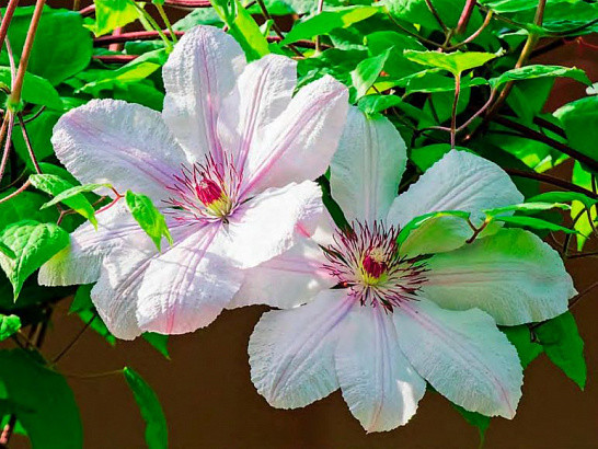 Купить Клематис Jan Pavel 2 С2 в Алматы. Саженцы оптом и в розницу.