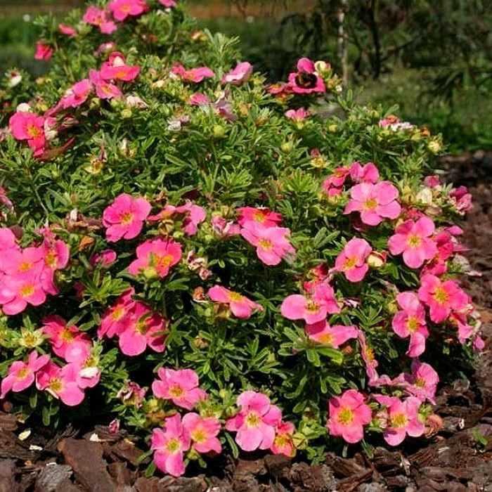 Купить Лапчатка Danny Boy Р9 в Алматы. Саженцы оптом и в розницу.