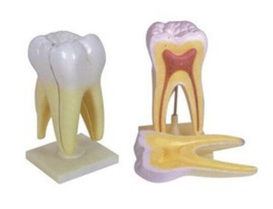 Модель «Строение зуба» (id 61068554)